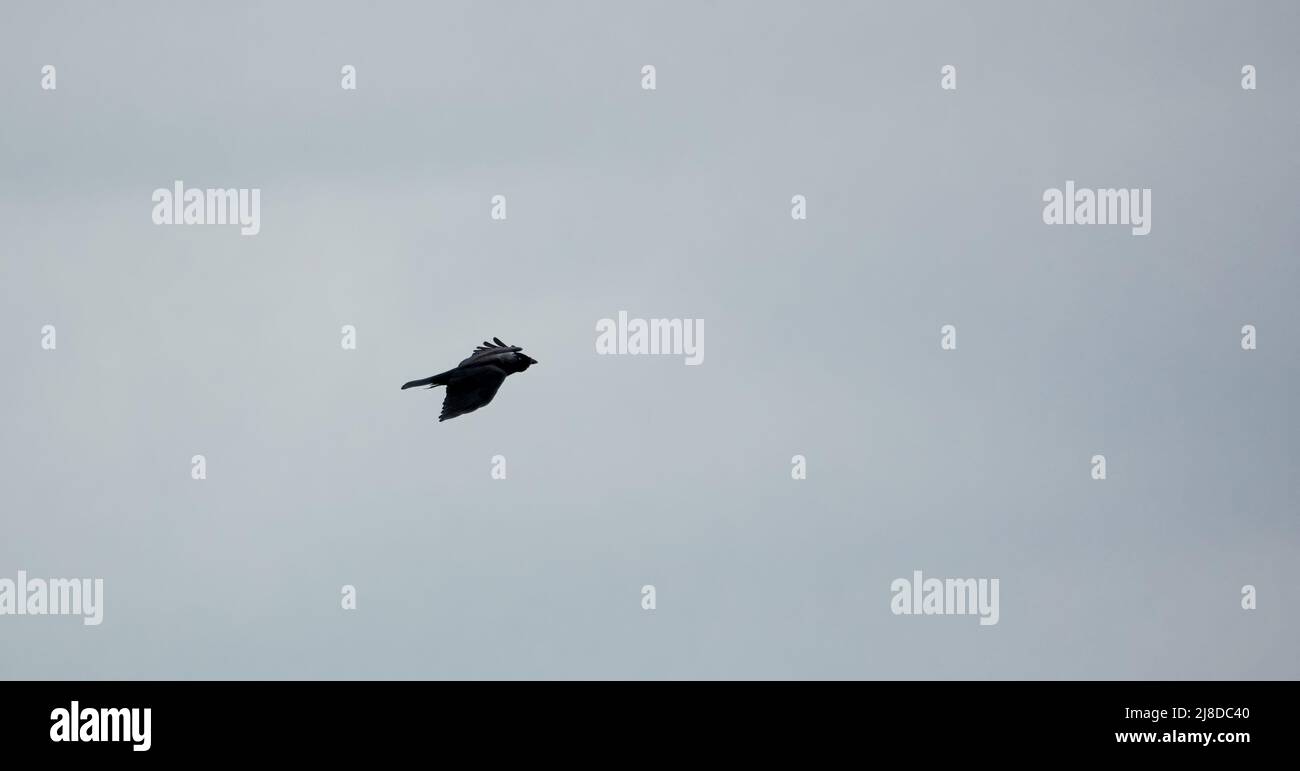 common raven (Corvus Corax) in flight under a grey sky Stock Photo - Alamy