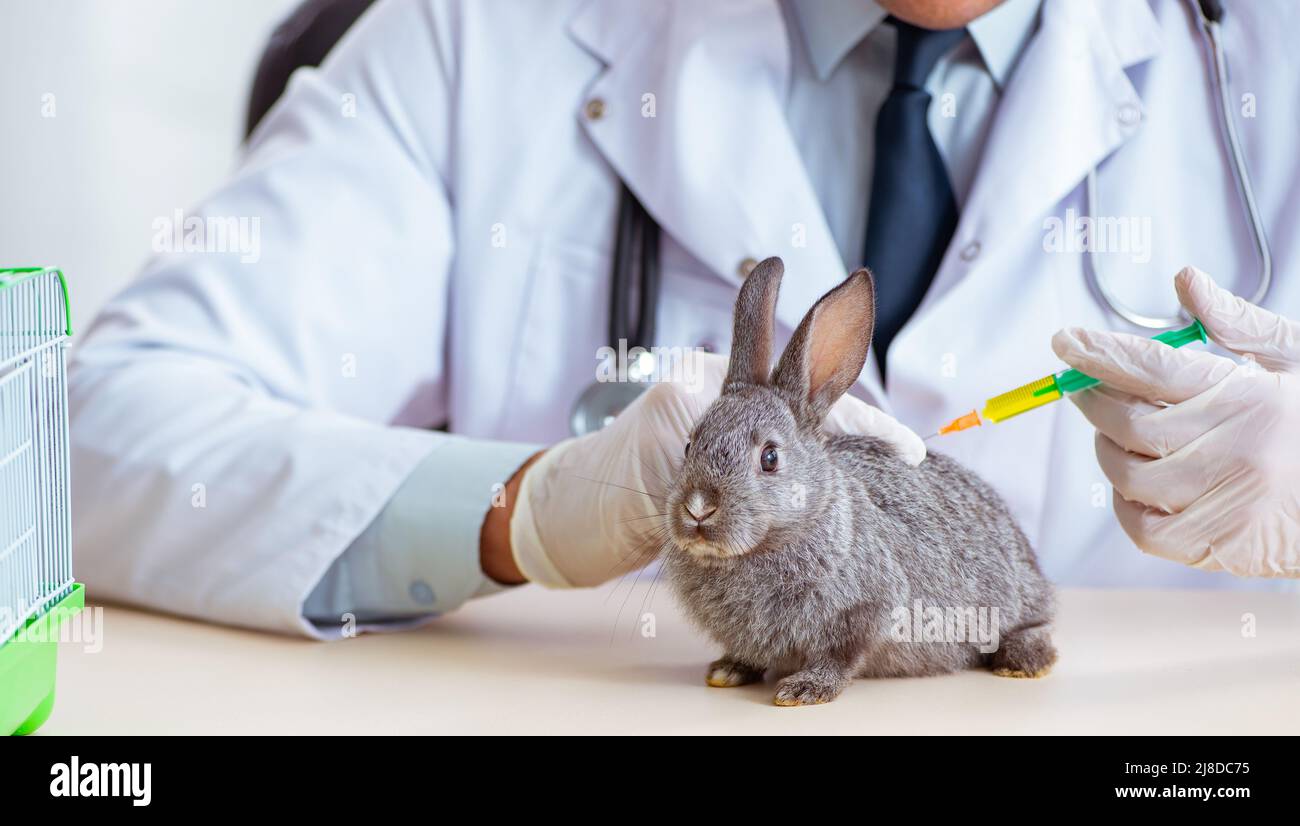 The vet doctor checking up rabbit in his clinic Stock Photo - Alamy