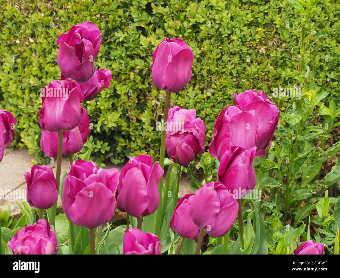 Tulipa backpacker hi-res stock photography and images - Alamy