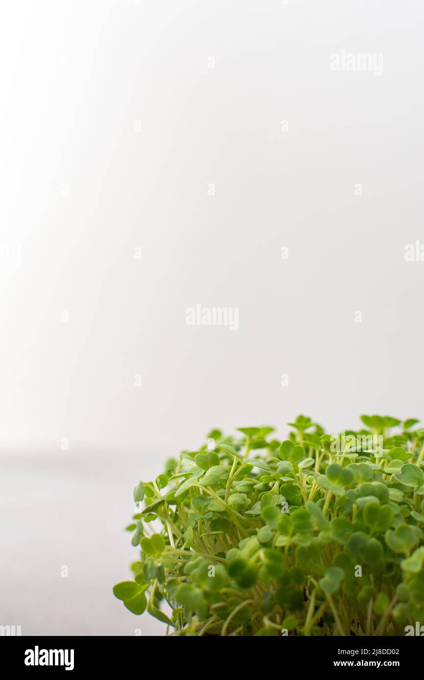 Vegetable greens of arugula, useful microgreen close-up , organic food ...
