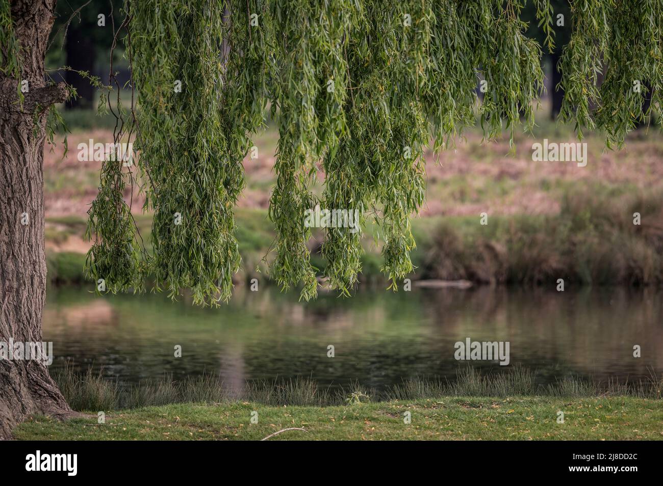 Weeping willow over pond hi-res stock photography and images - Alamy