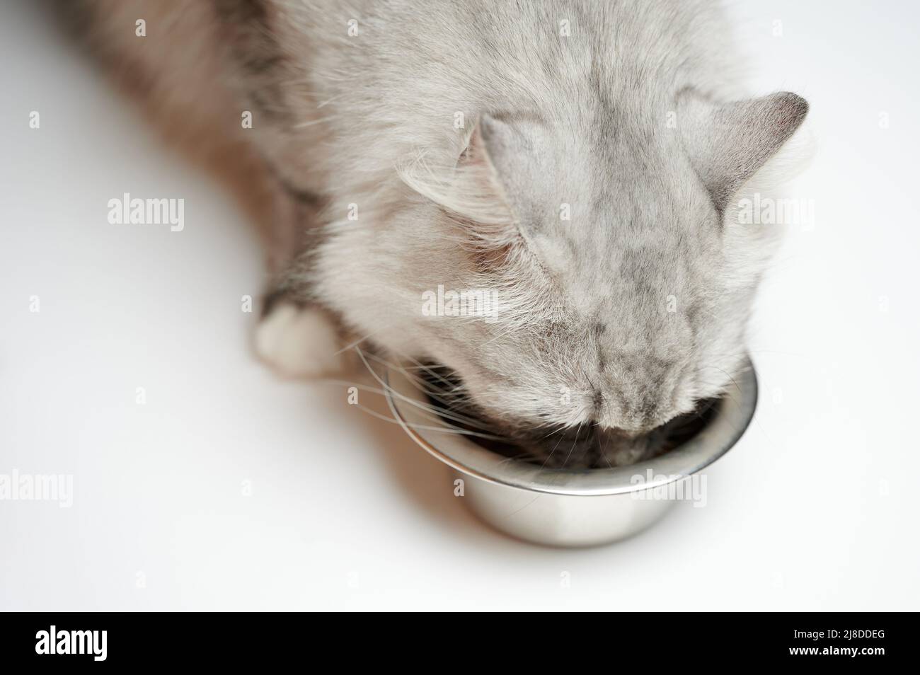 Gray cat eating his food isolated on studio background Stock Photo - Alamy