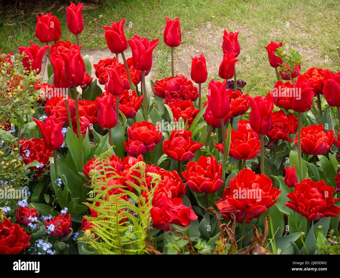 Vivid red tulip varieties at Chenies Manor Garden. Tulipa' Pieter de ...