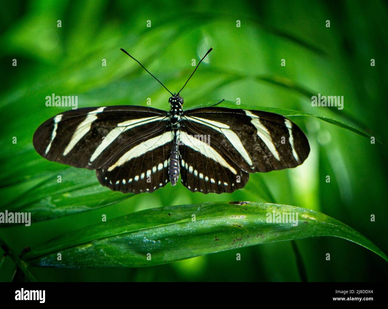 Zebra Longwing Butterfly Calgary Zoo Alberta Stock Photo - Alamy