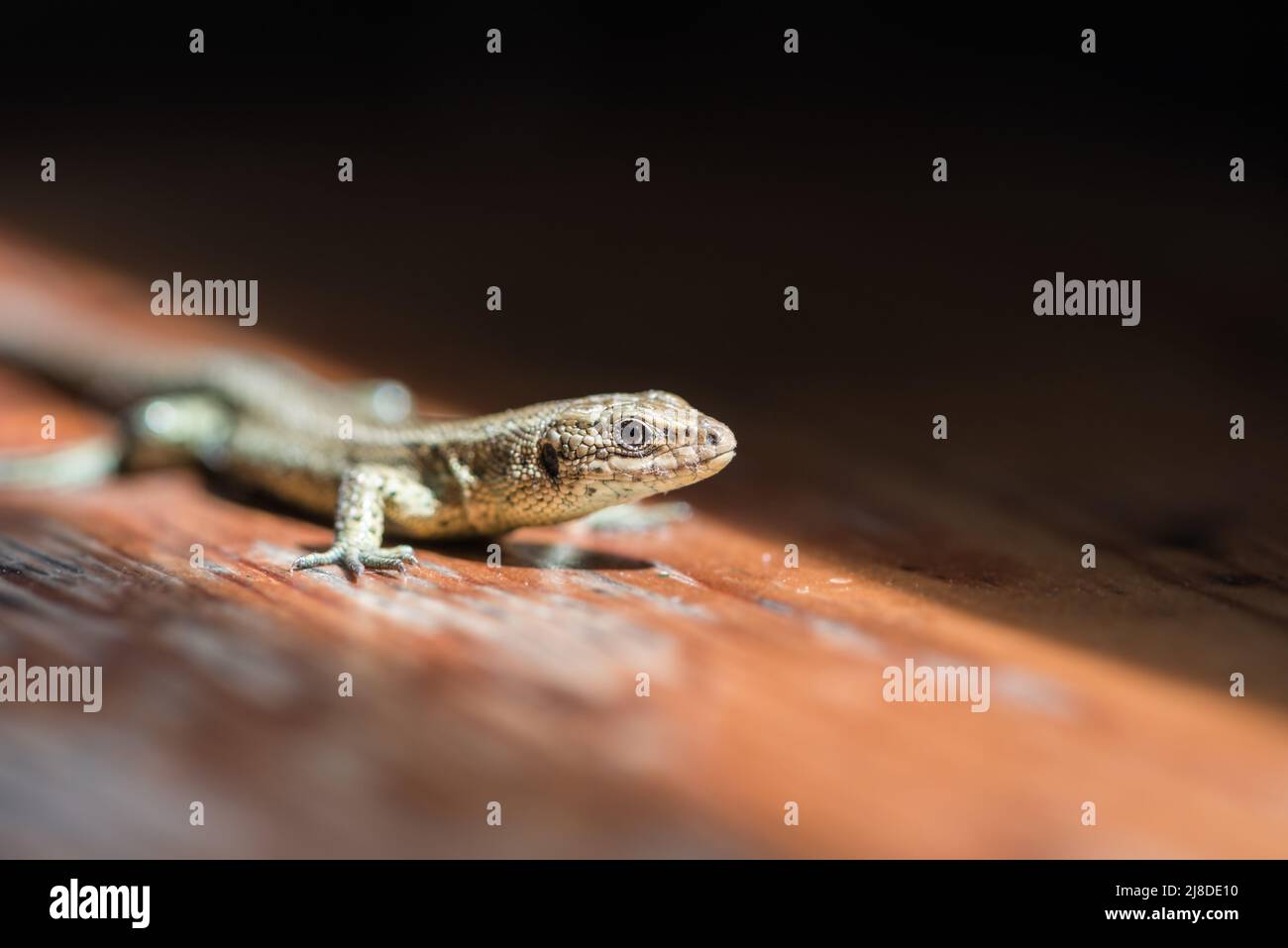 Common Lizard (Zootoca vivipara Stock Photo - Alamy