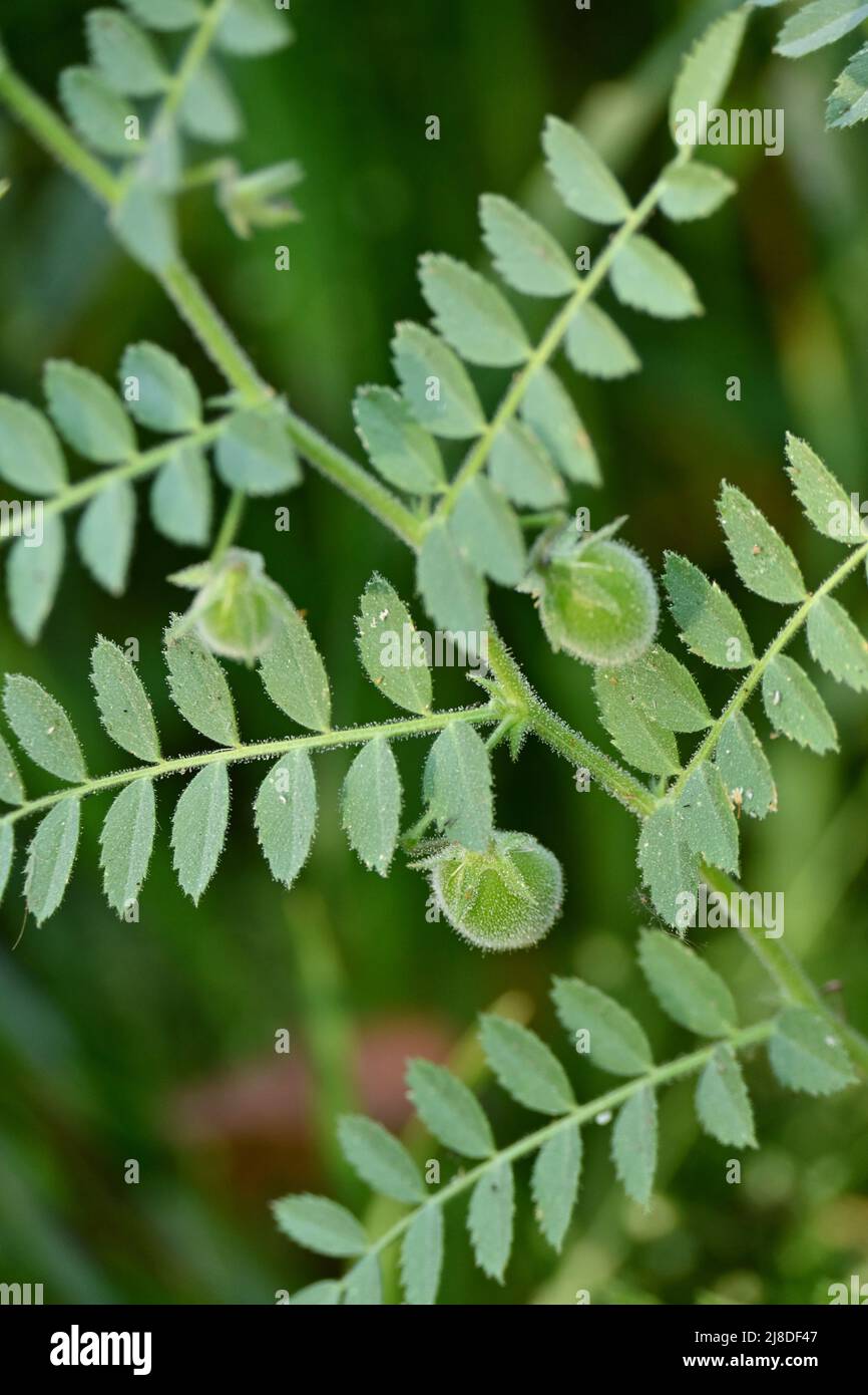 closeup the bunch ripe green gram pods with plant and green leaves soft ...
