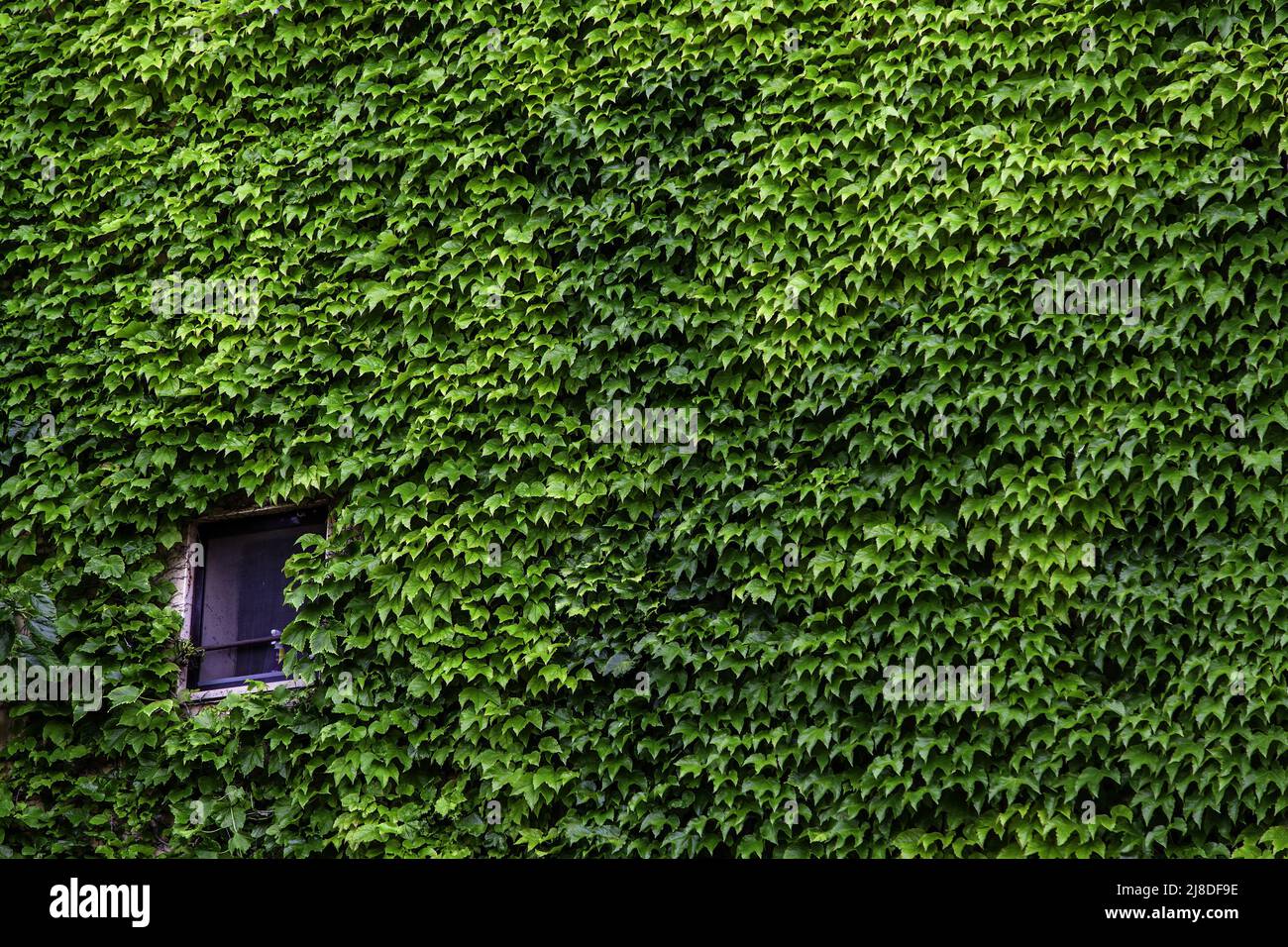 Ivy decoration hi-res stock photography and images - Alamy