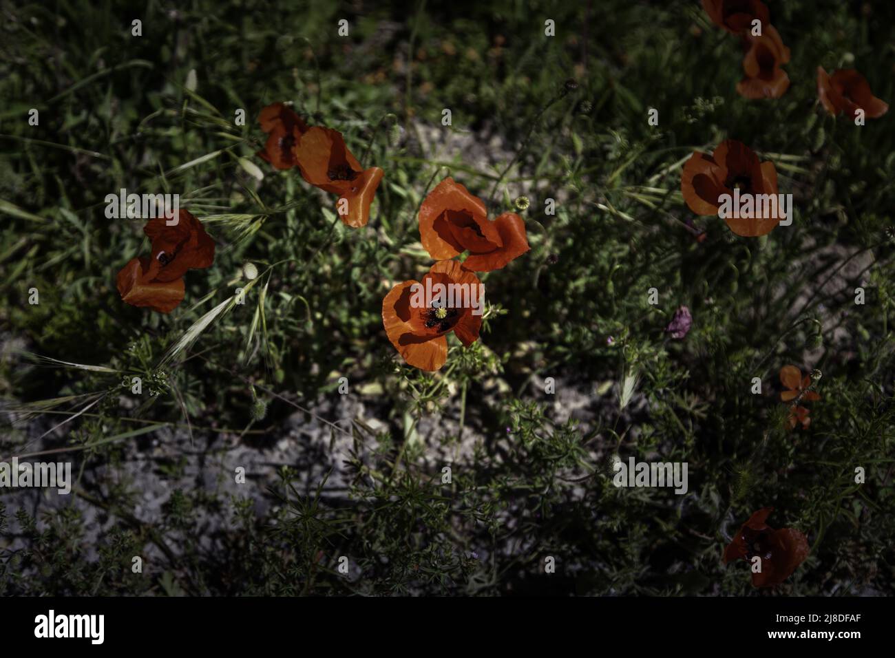 Wild red plants in nature, environment and life Stock Photo - Alamy