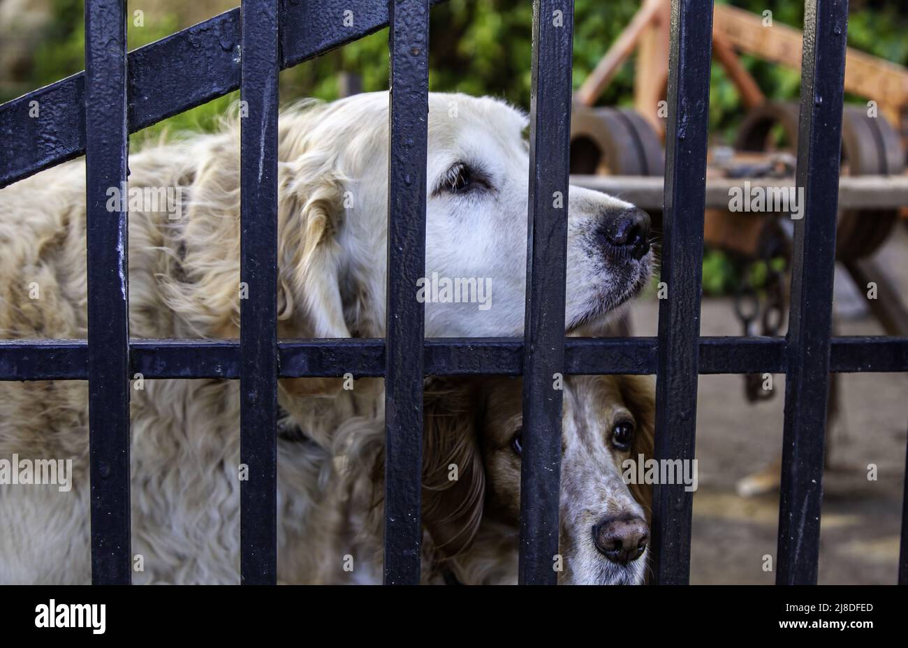 Dog locked in cage, abandoned animals pets Stock Photo - Alamy