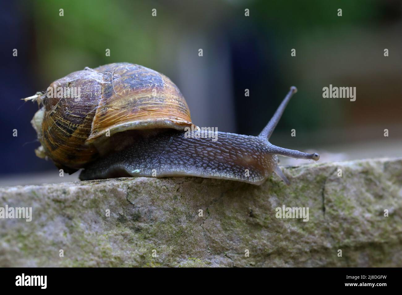 a garden snail (Helix aspersa) on a wall Stock Photo - Alamy