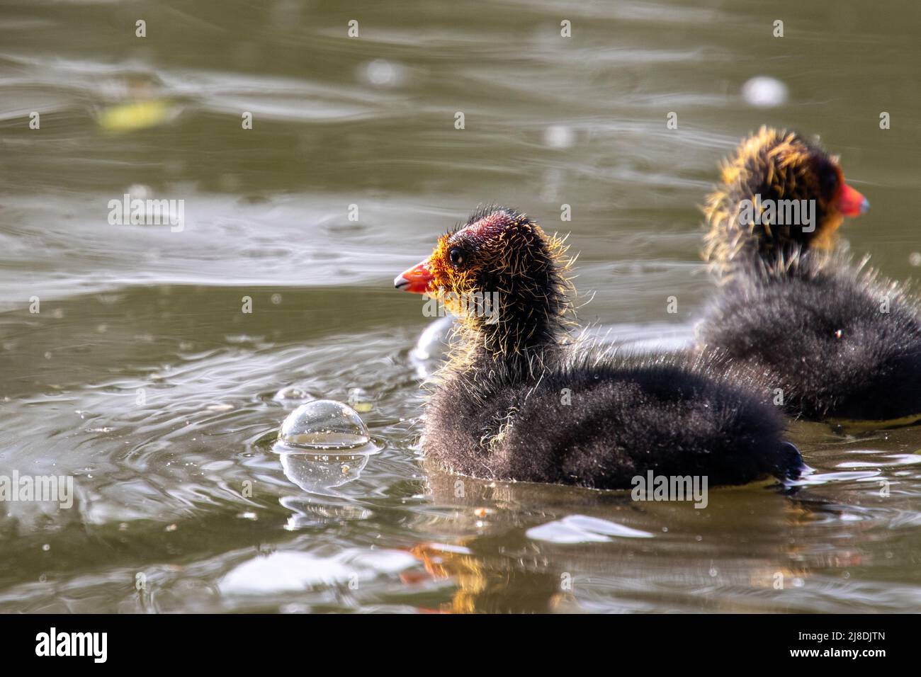 Baby rail hi-res stock photography and images - Alamy