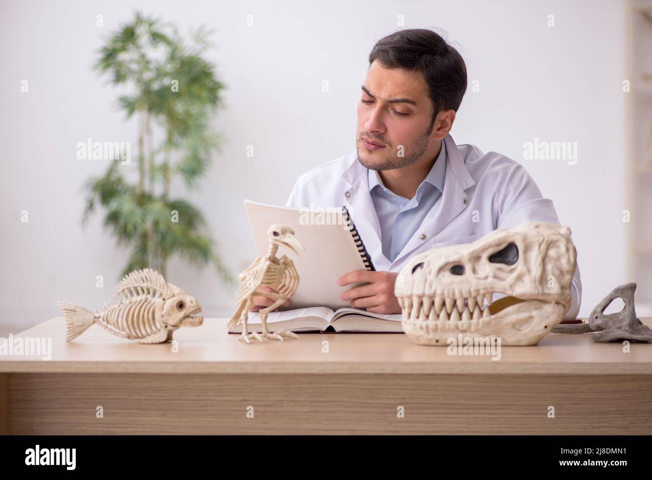 Young student paleontologist examining ancient animals at lab Stock ...