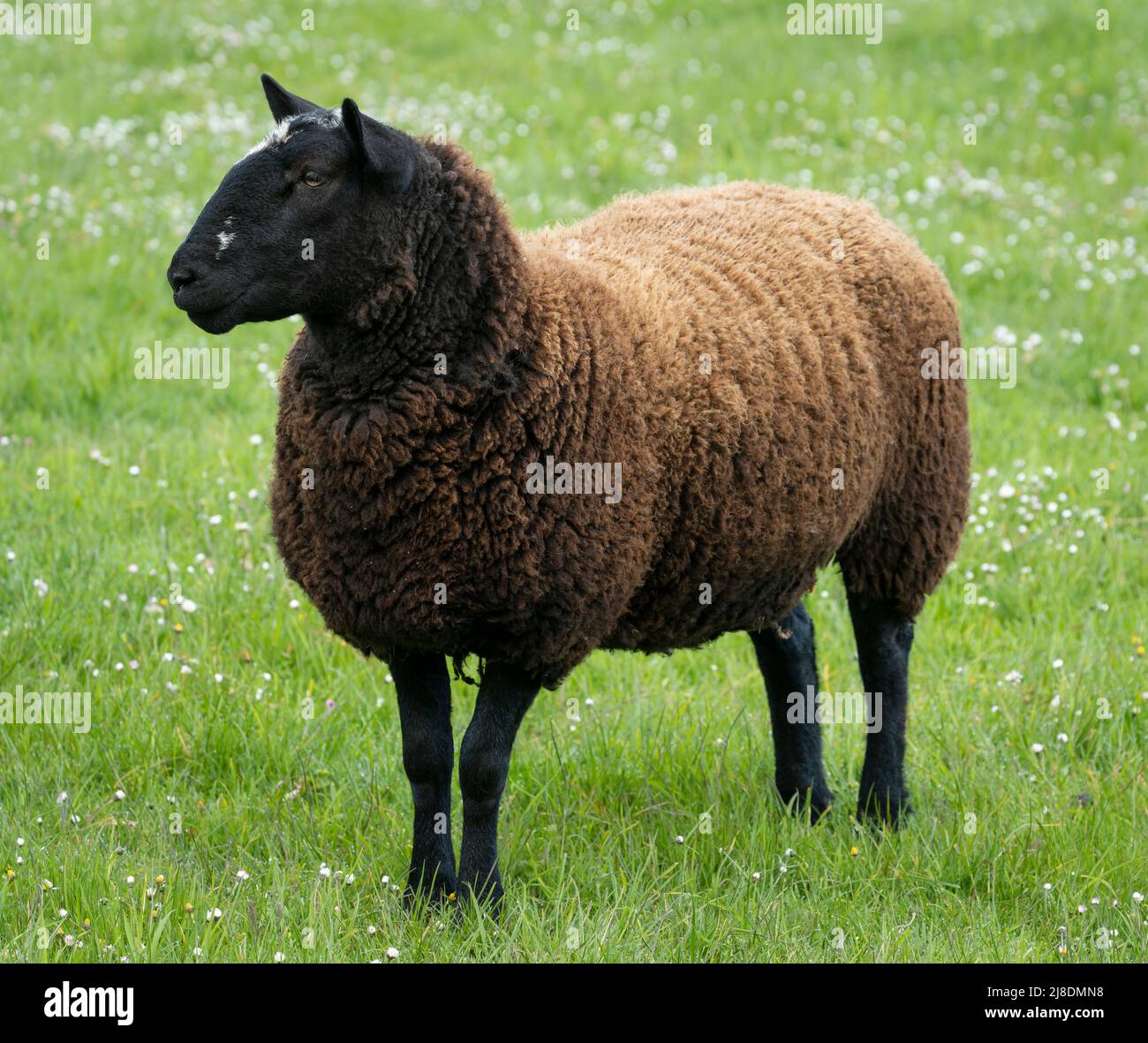 Sheep on the farm at Ruckle Provincial Park on Salt Spring Island ...