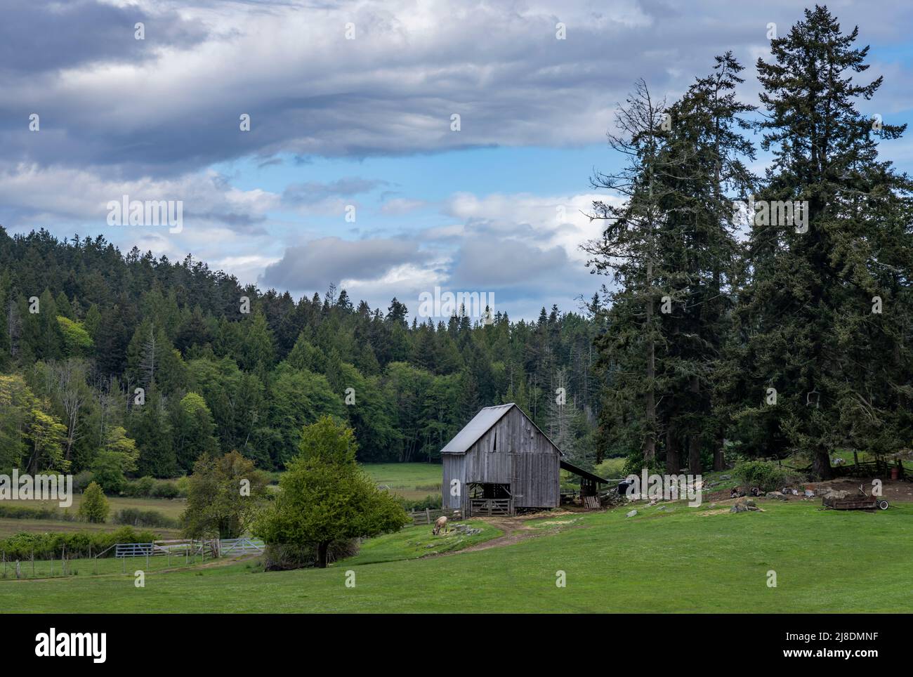 A farm building and animals at Ruckle Provincial Park on Salt Spring ...
