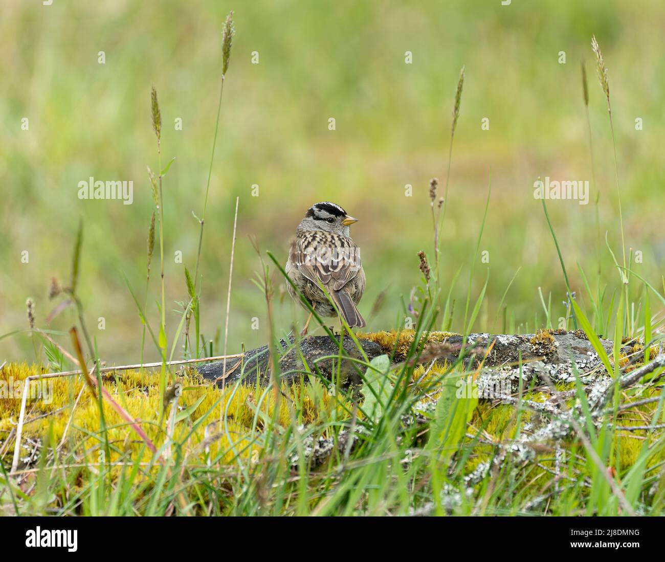 A white-crowned sparrow (Zonotrichia leucophrys) stands on a rock on ...