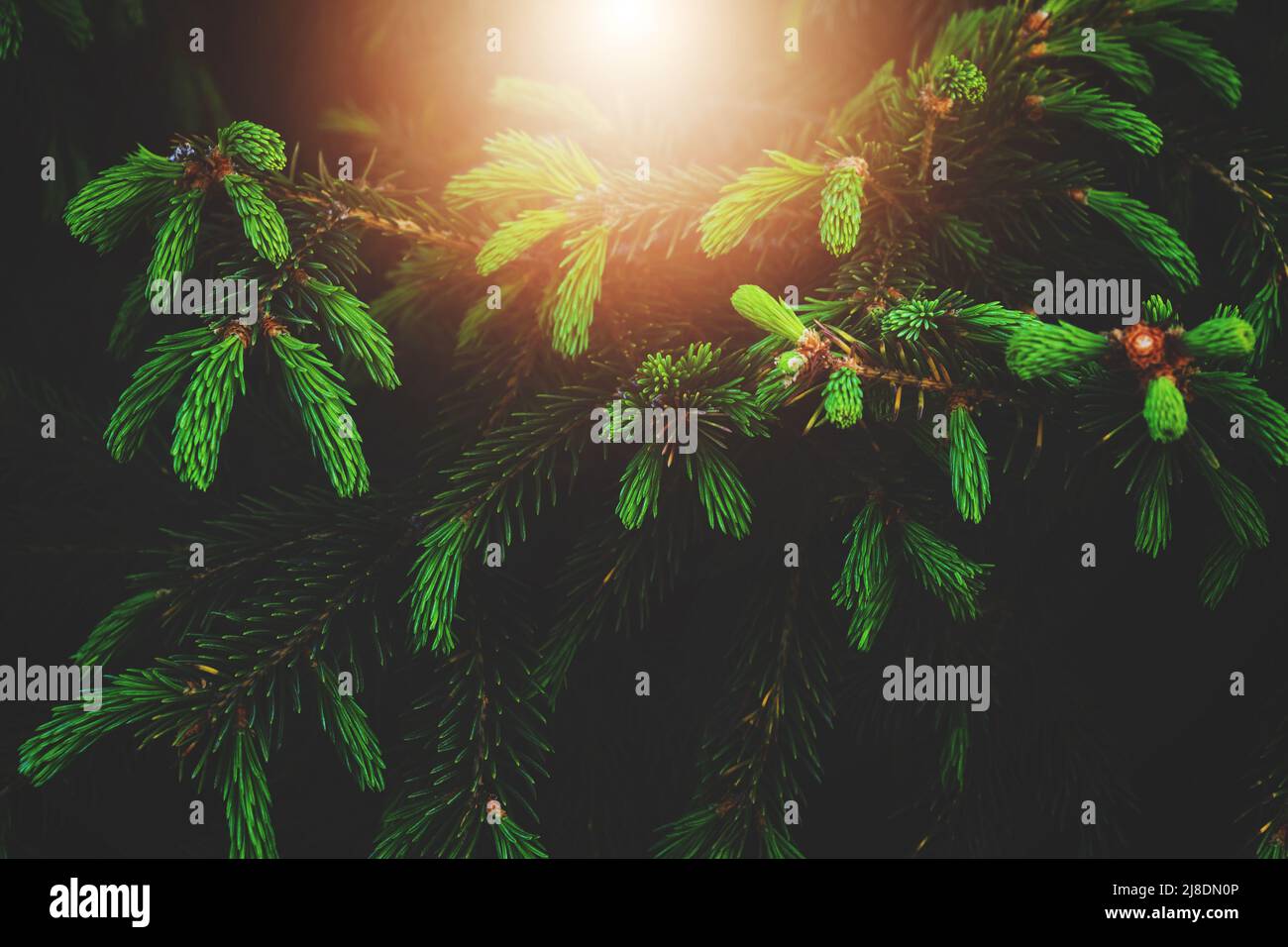 Young green shoots on branches coniferous trees.Growing pine tree with ...