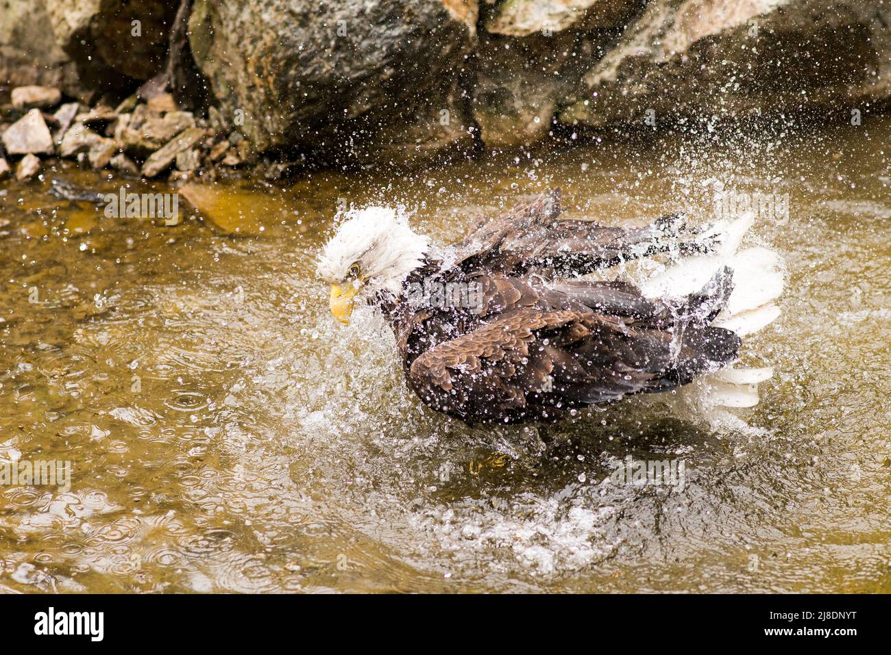 Bald eagle bathing in water Stock Photo - Alamy
