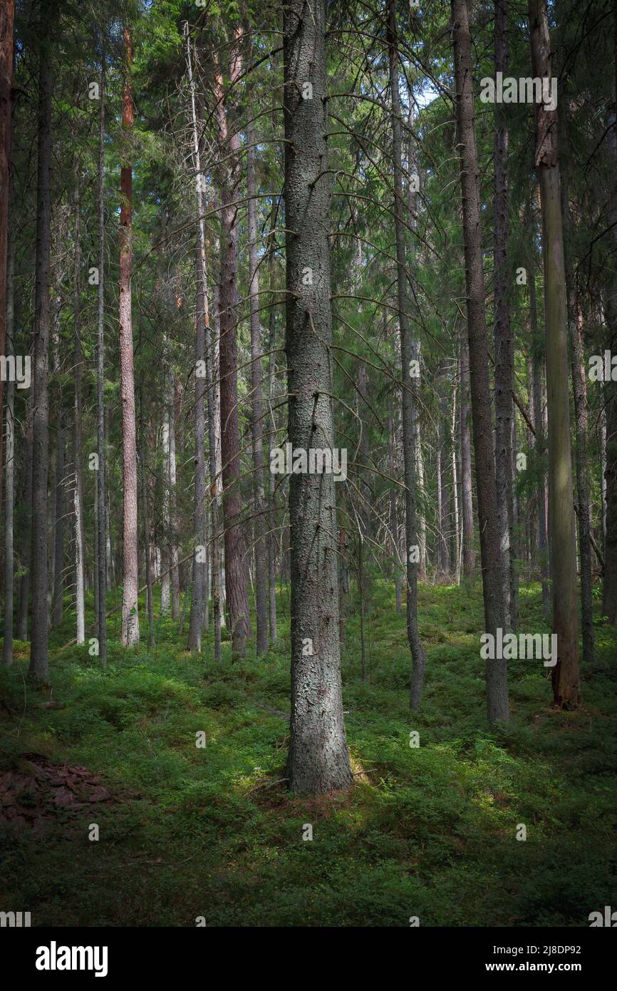 Inside the woods hi-res stock photography and images - Alamy
