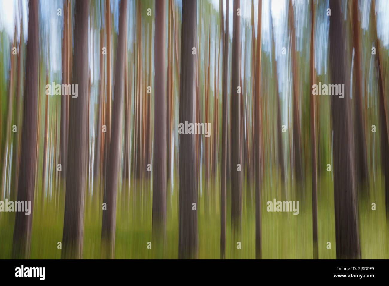 Pine tree trunks. Intentional camera motion. Motion blur. Abstract ...