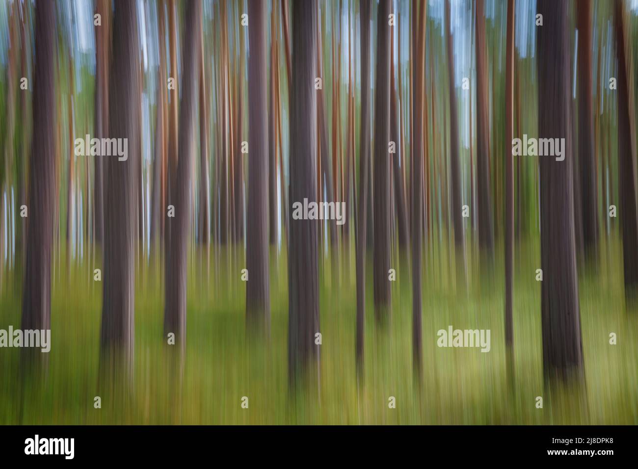 Pine tree trunks. Intentional camera motion. Motion blur. Abstract ...