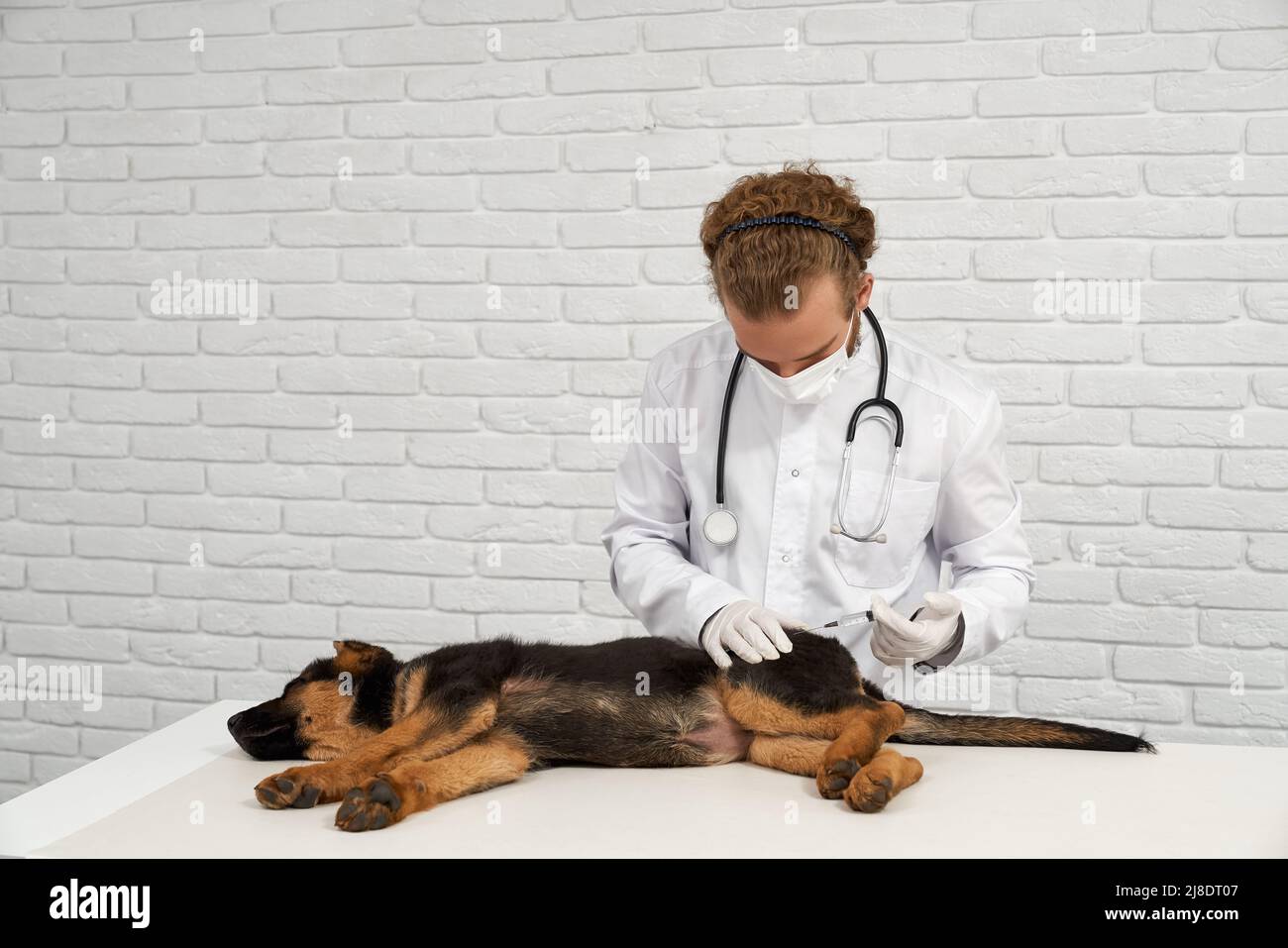 Front view of dog being injected in tail by vet in vet clinic. Doctor ...