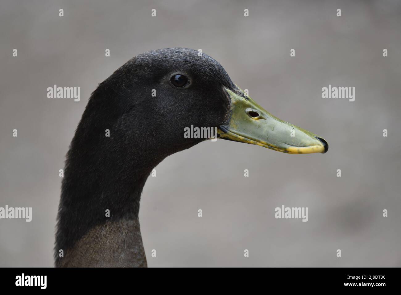 Orpington duck hi-res stock photography and images - Alamy