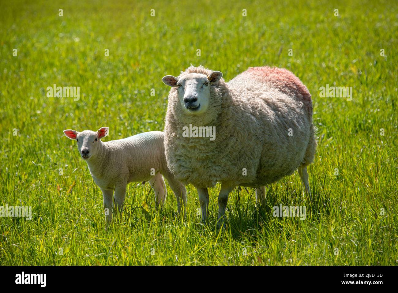 Sheep lambs graze in green hi-res stock photography and images - Alamy