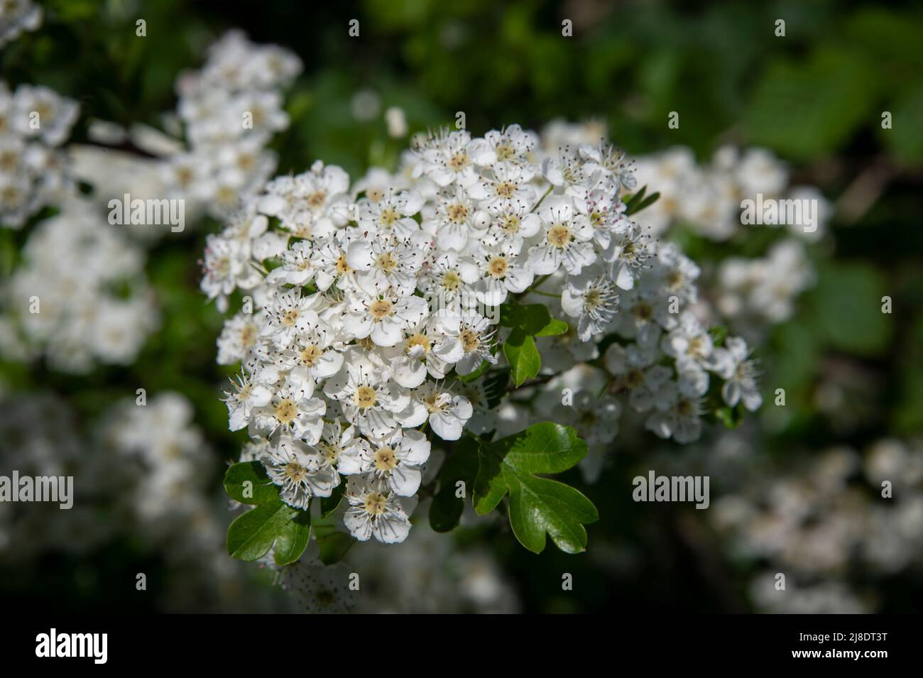 English Hawthorn in bloom Stock Photo - Alamy