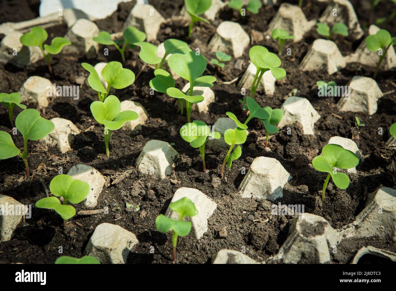 Young shoots of radish are prepared for planting. Rows of radish ...
