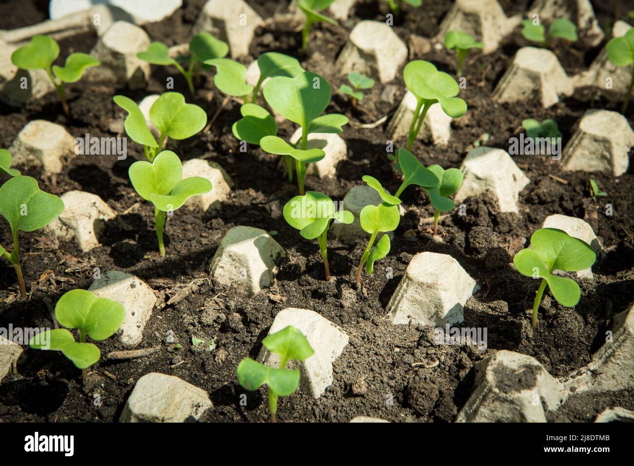 Young shoots of radish are prepared for planting. Rows of radish ...