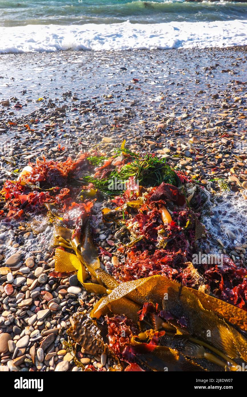 Multi color seaweed and kelp on the beach at Spooners cove ,Montaña de ...
