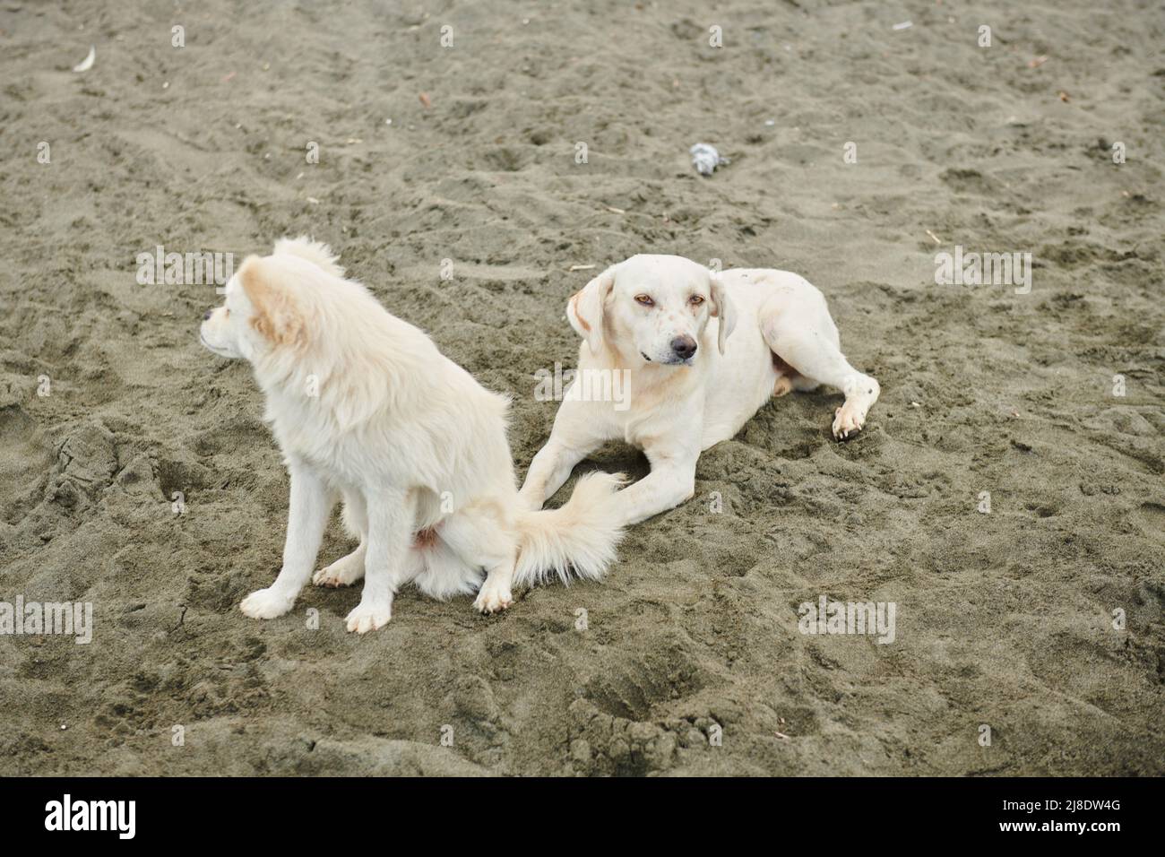 two white dogs sitting in the sand Stock Photo - Alamy