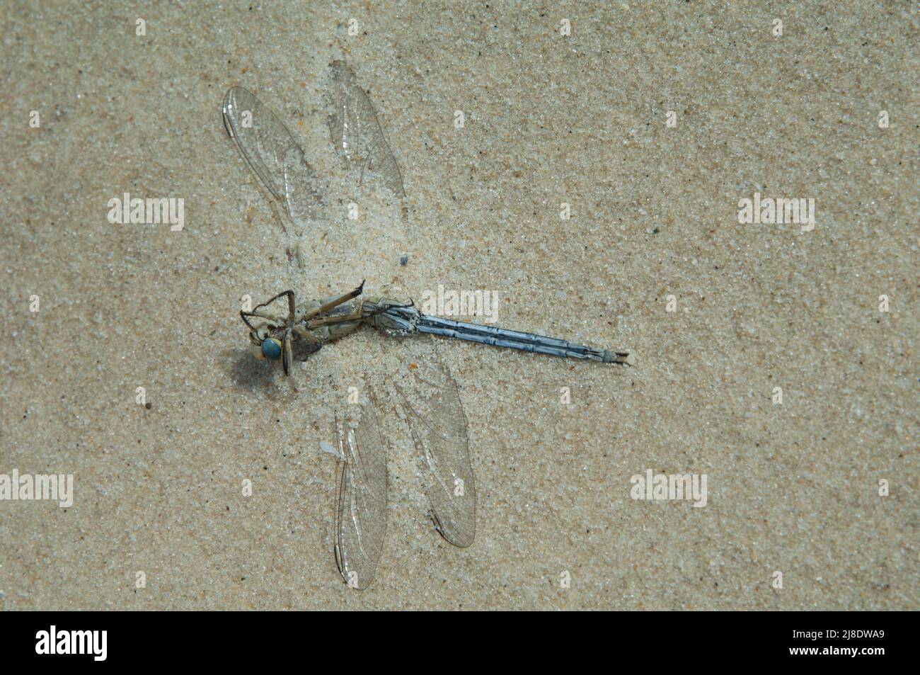 Dead male of a emperor dragonfly Anax imperator. Langue de Barbarie ...