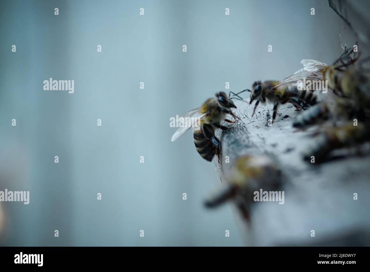 Entry and exit of bees from the hive. Close up view Stock Photo - Alamy