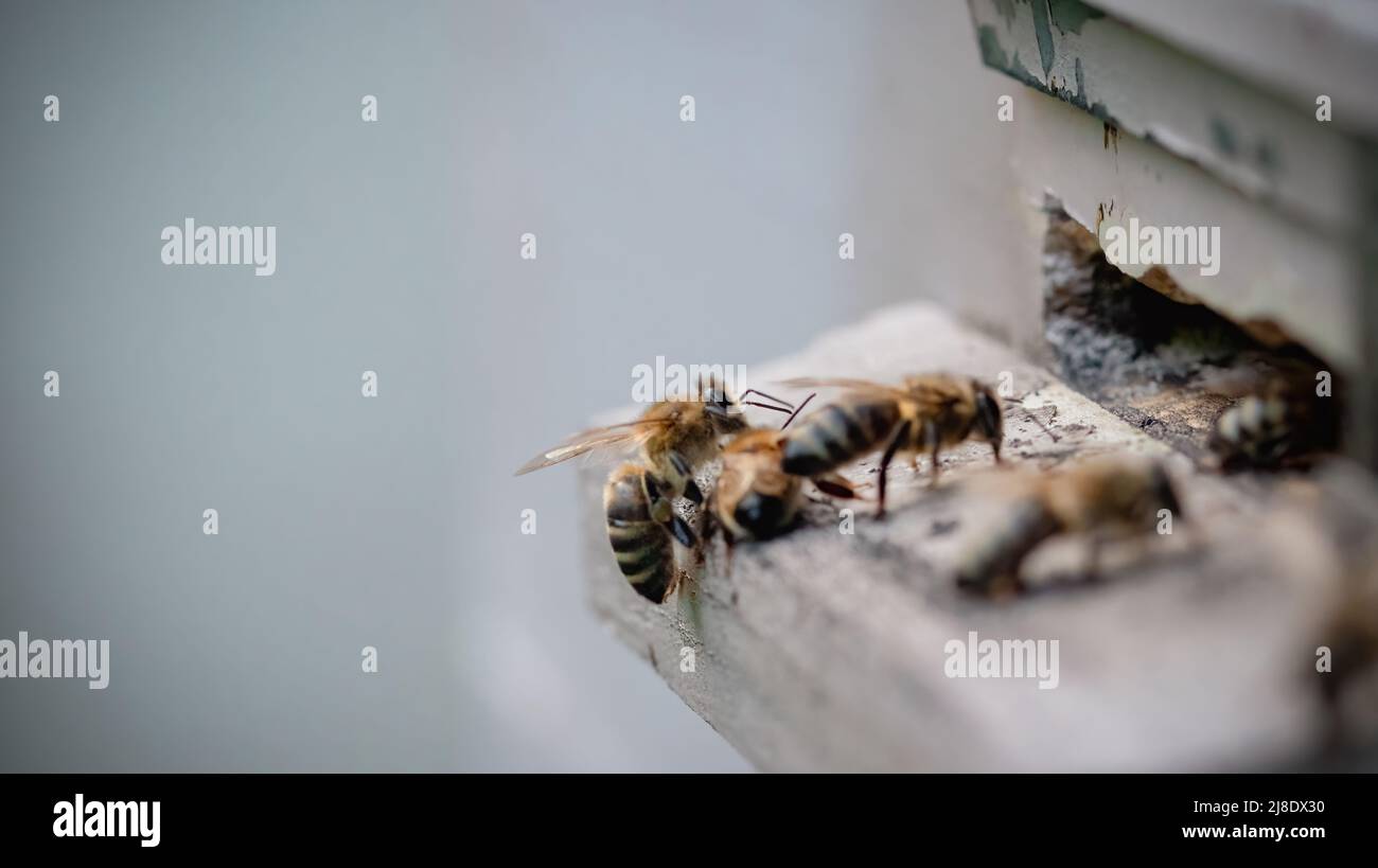 Entry of bees into the hive. Close up view Stock Photo - Alamy