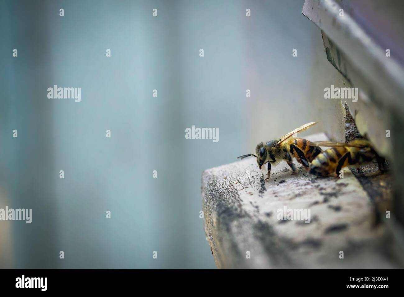 Entry and exit of bees from the hive. Close up view Stock Photo - Alamy