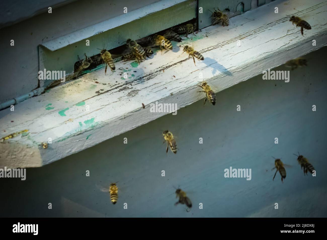 Bees (Apis mellifica) flies into the hive. Close up view Stock Photo ...