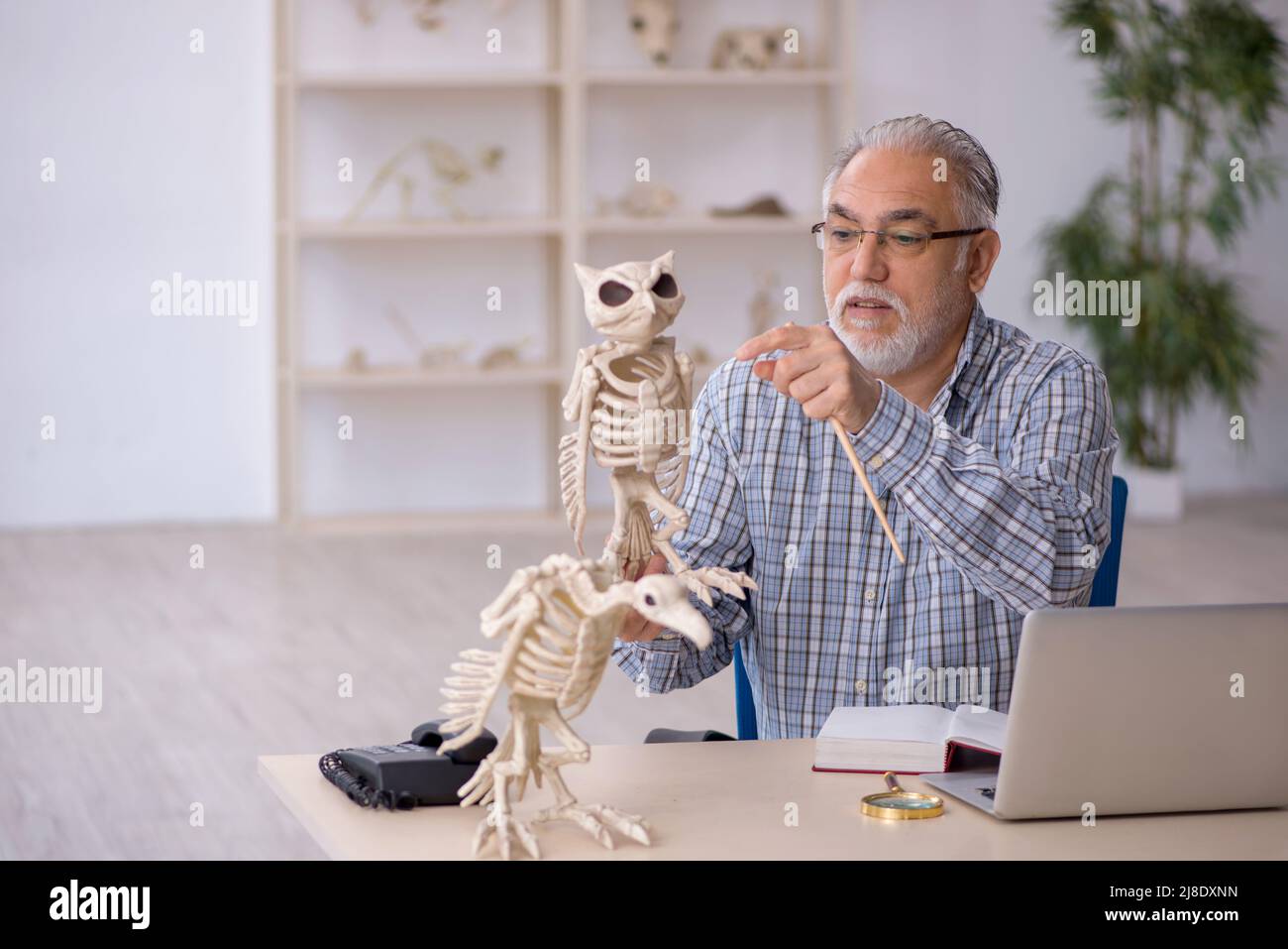 Old paleontologist examining ancient animals at lab Stock Photo - Alamy
