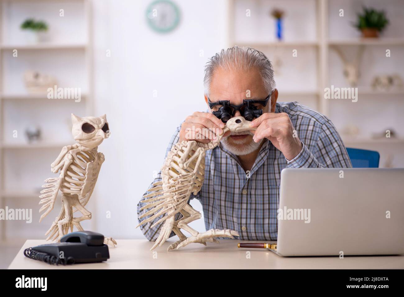 Old paleontologist examining ancient animals at lab Stock Photo - Alamy