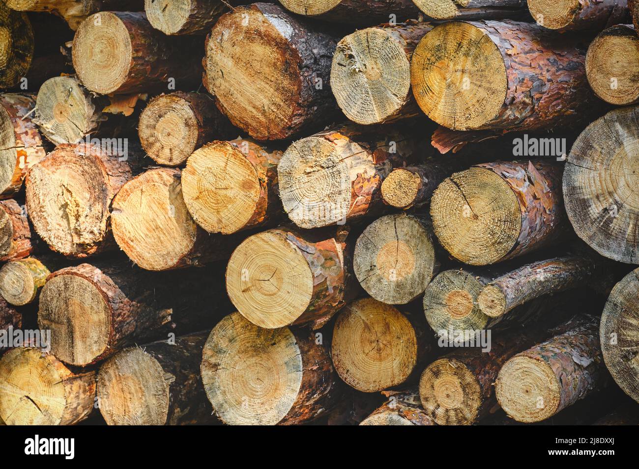 Background, sawn pine trees,timber harvesting Stock Photo - Alamy