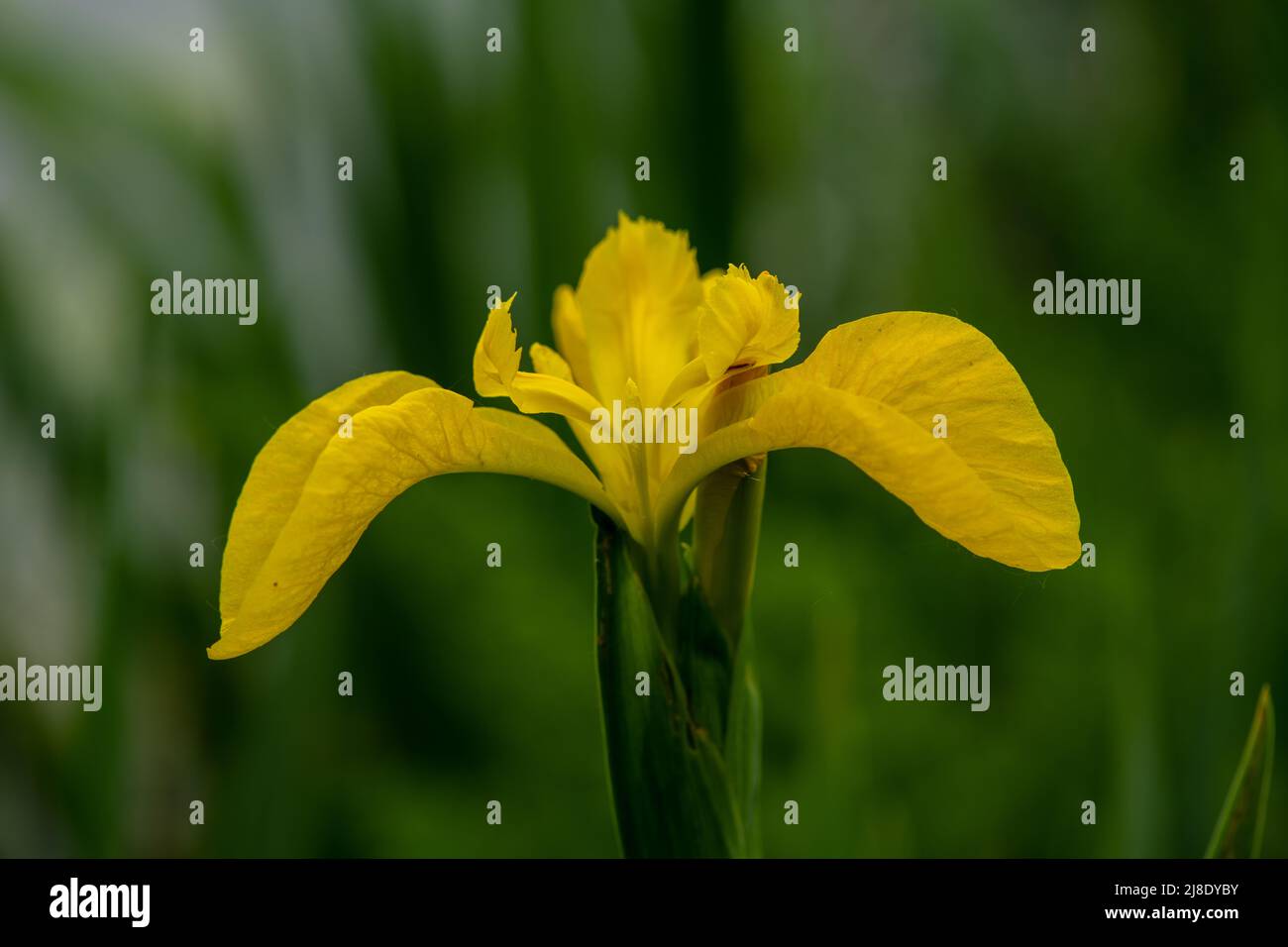 spring-summer plant shown on a blurred background, green and blurred ...