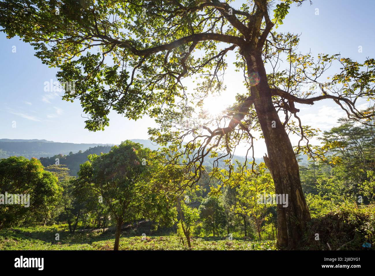 Alone tree in green field Stock Photo - Alamy