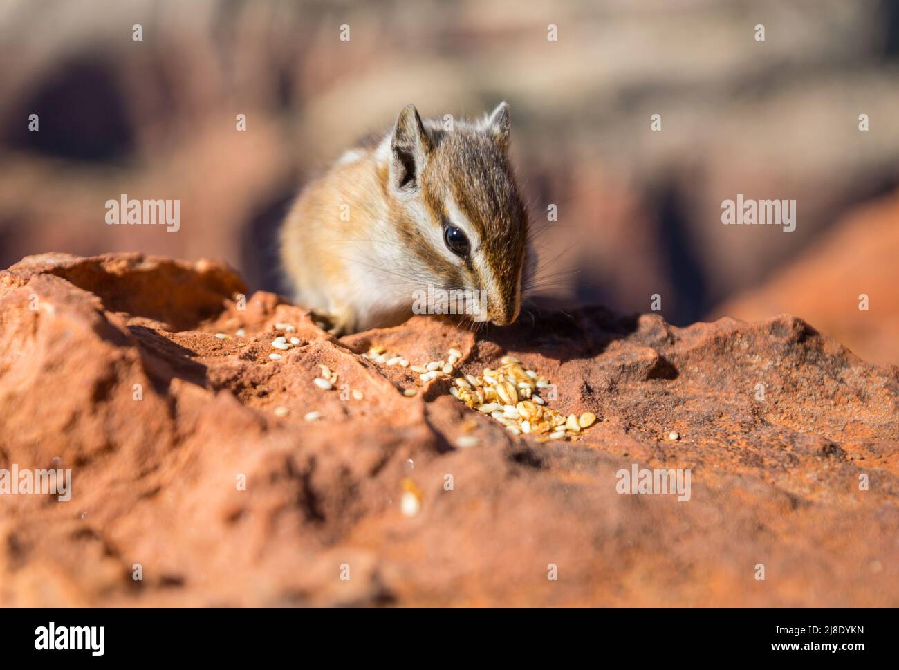 American chipmunk in summer forest Stock Photo - Alamy