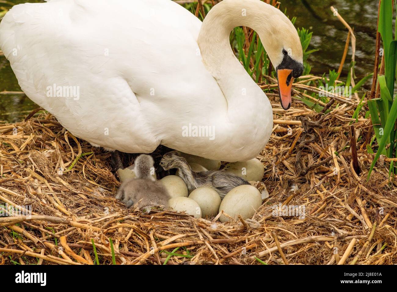 Cygnus and Cygnet on it's nest in Figgate Park, Edinburgh, Scotland, UK ...