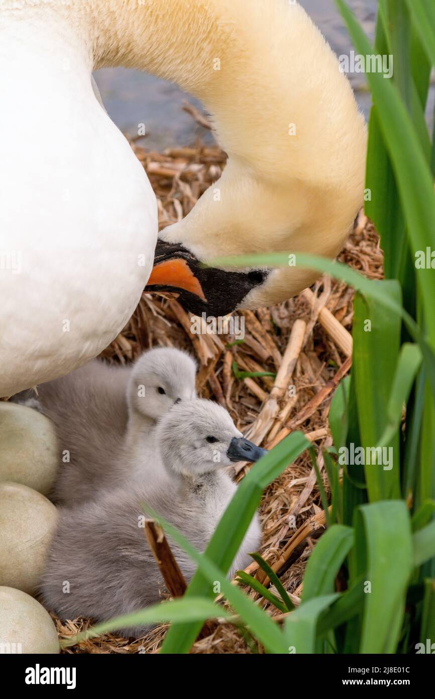 Cygnus and Cygnet on it's nest in Figgate Park, Edinburgh, Scotland, UK ...