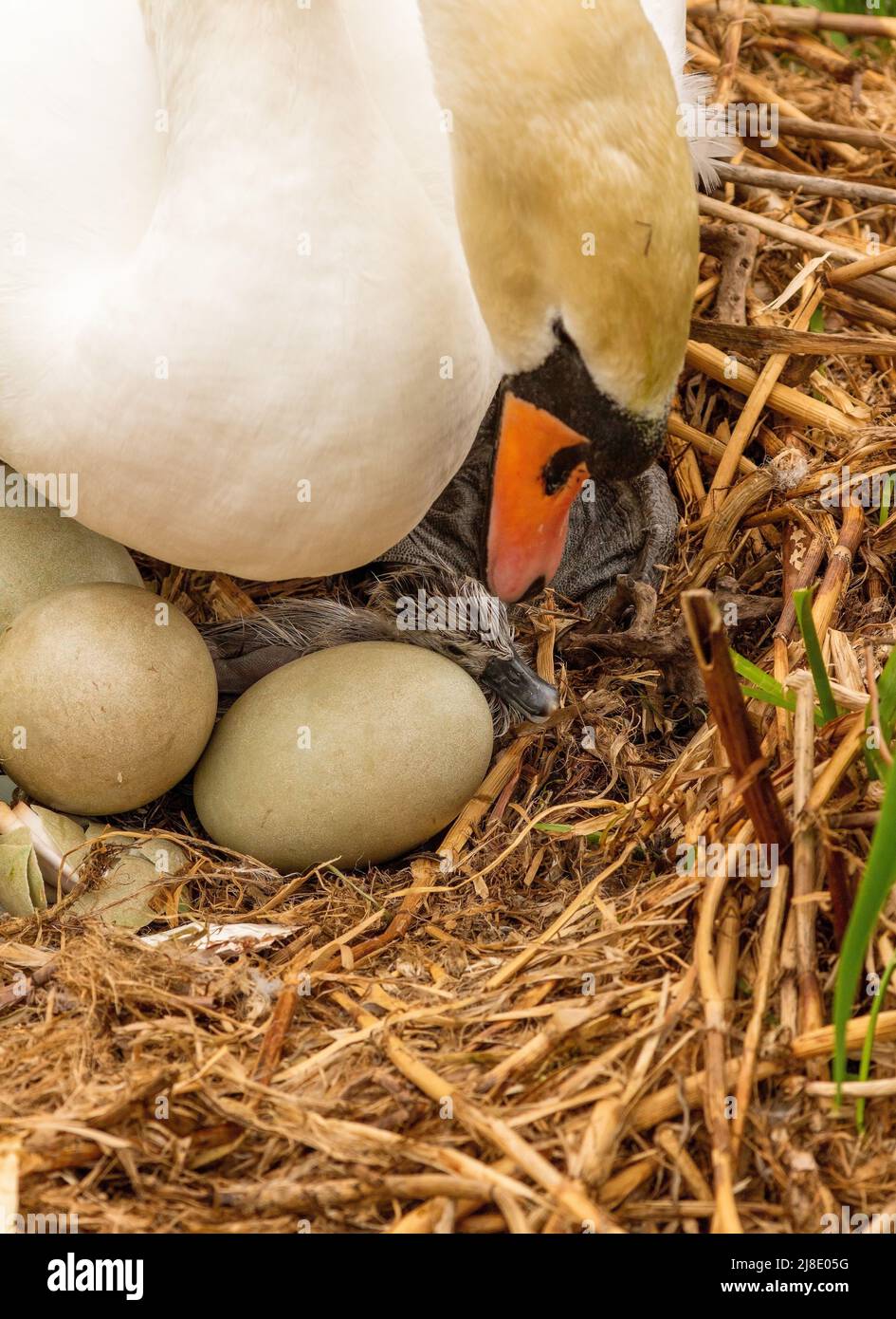 Cygnus with a newly born Cygnet in it's nest in Figgate Park, Edinburgh ...