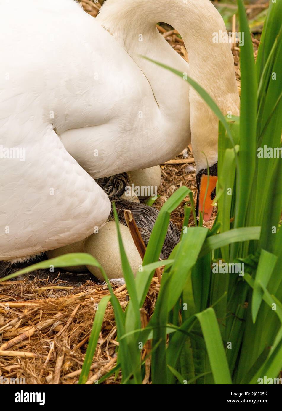 Cygnus with a newly born Cygnet in it's nest in Figgate Park, Edinburgh ...