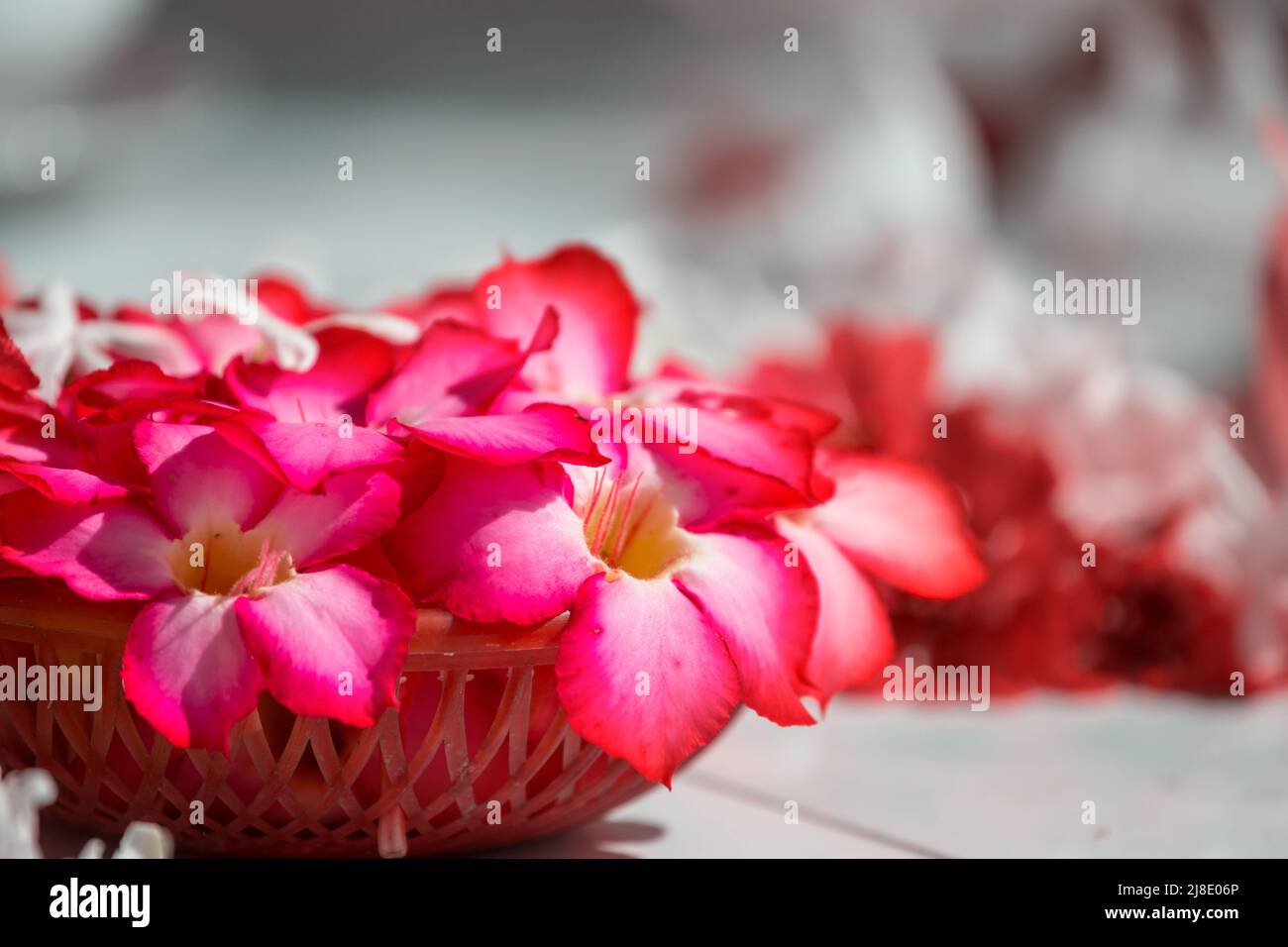 Tropical flowers for an offering at a Hindu temple Stock Photo - Alamy