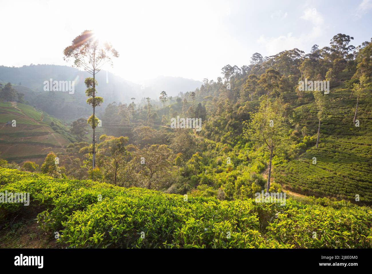 Green natural landscapes tea plantation on Sri Lanka Stock Photo - Alamy