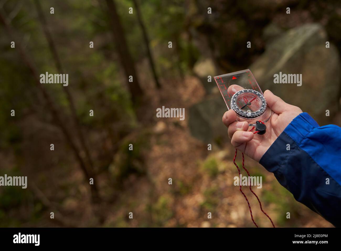 Tourist navigating with help of compass in forest Stock Photo - Alamy